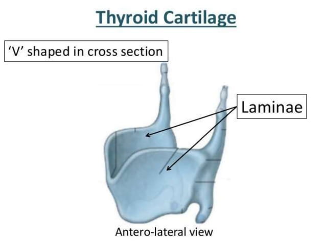 Anatomy Of Larynx(Voice Box) | PPT