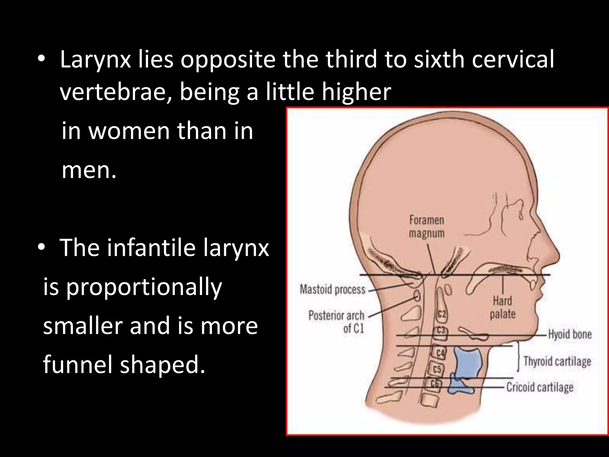 Anatomy of larynx | PPTX