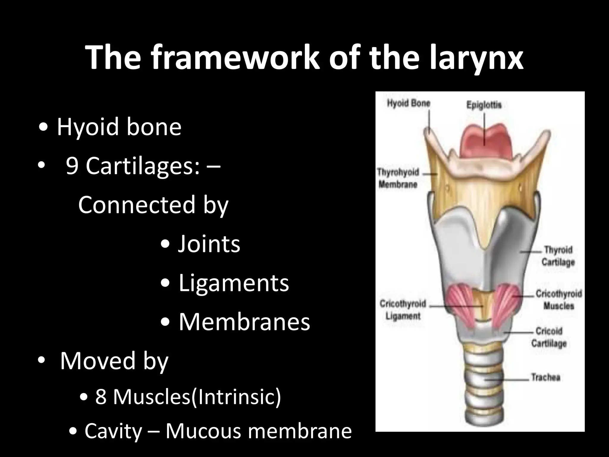 Anatomy of larynx | PPTX | Thyroid Disorders | Endocrine and Metabolic ...