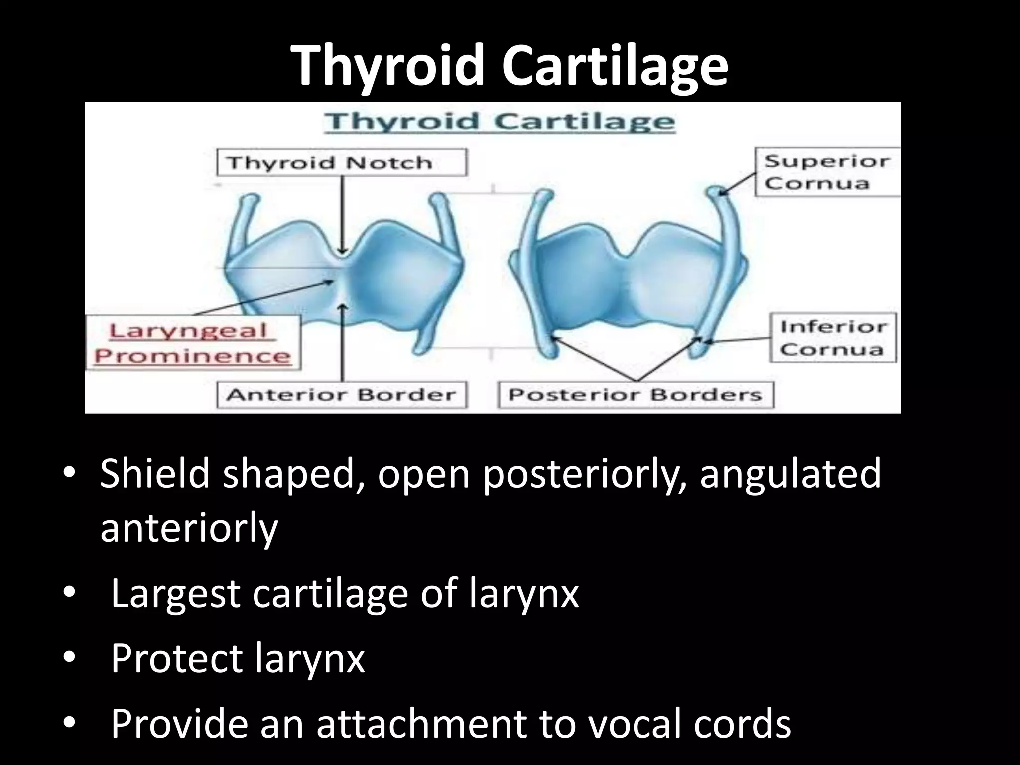 Anatomy of larynx | PPTX