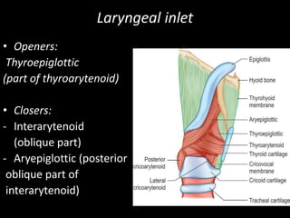 Anatomy of larynx | PPTX