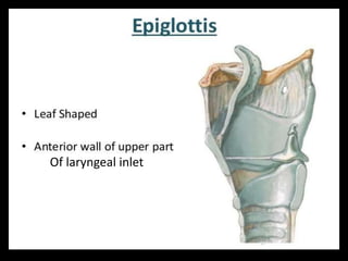 Epiglottic Cartilage