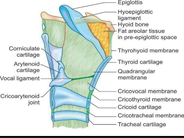 Anatomy of larynx