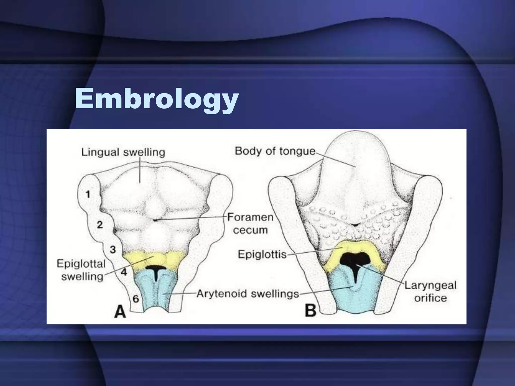 Anatomy of larynx | PPTX