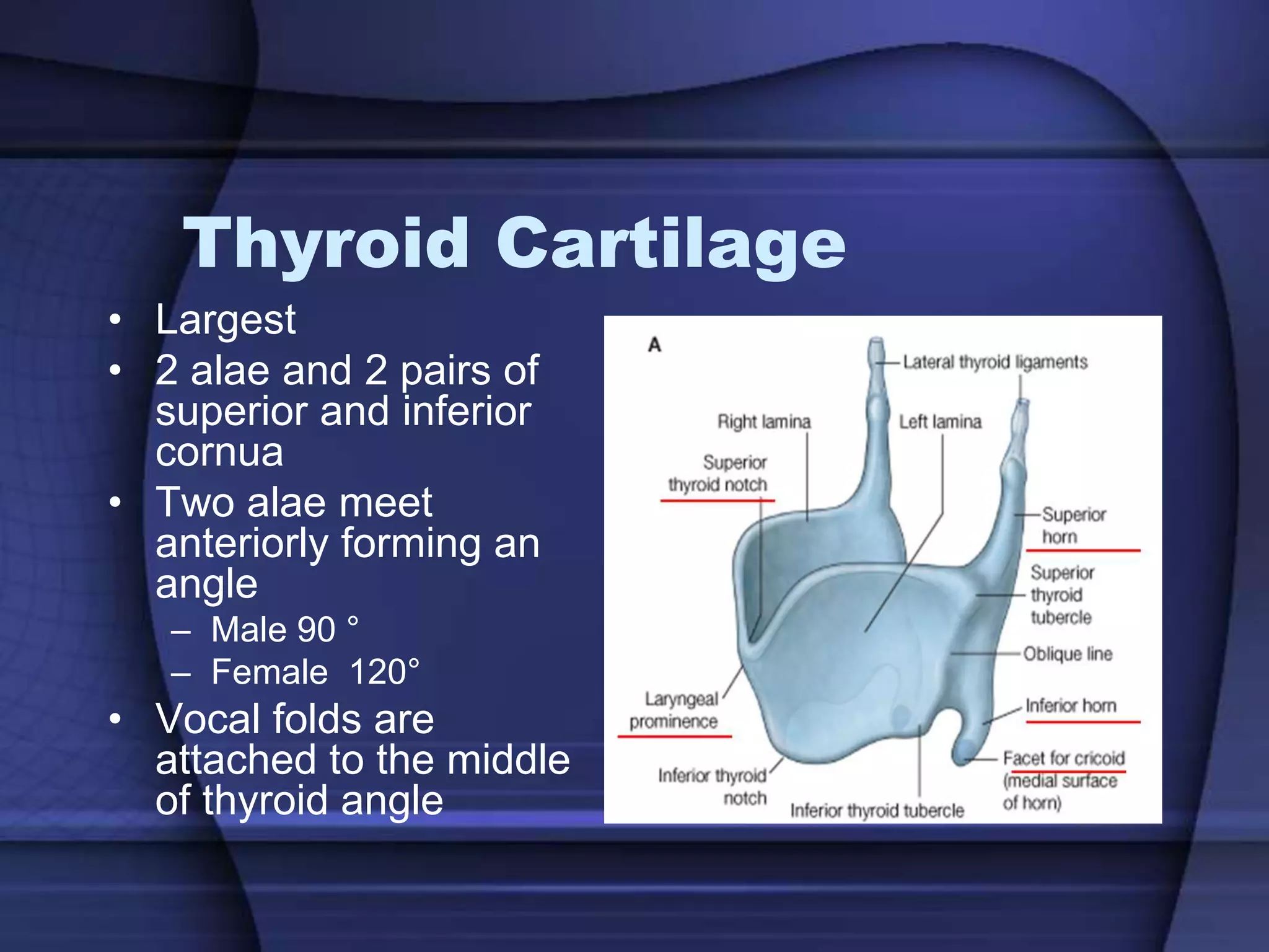 Anatomy of larynx | PPTX