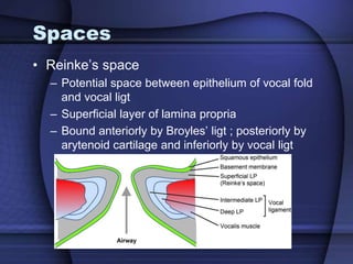 Anatomy of larynx | PPT