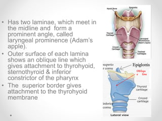 anatomy_of_larynx.pptx