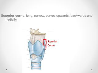anatomy_of_larynx.pptx