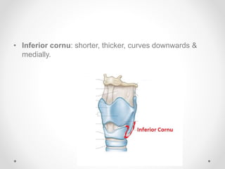 anatomy_of_larynx.pptx