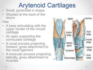 anatomy_of_larynx.pptx