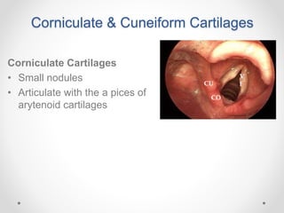 anatomy_of_larynx.pptx