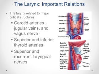 anatomy_of_larynx.pptx