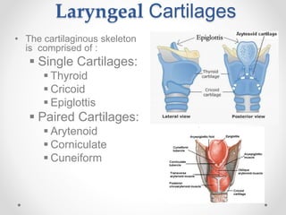anatomy_of_larynx.pptx