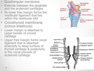 Conus Elasticus Quadrangular Membrane