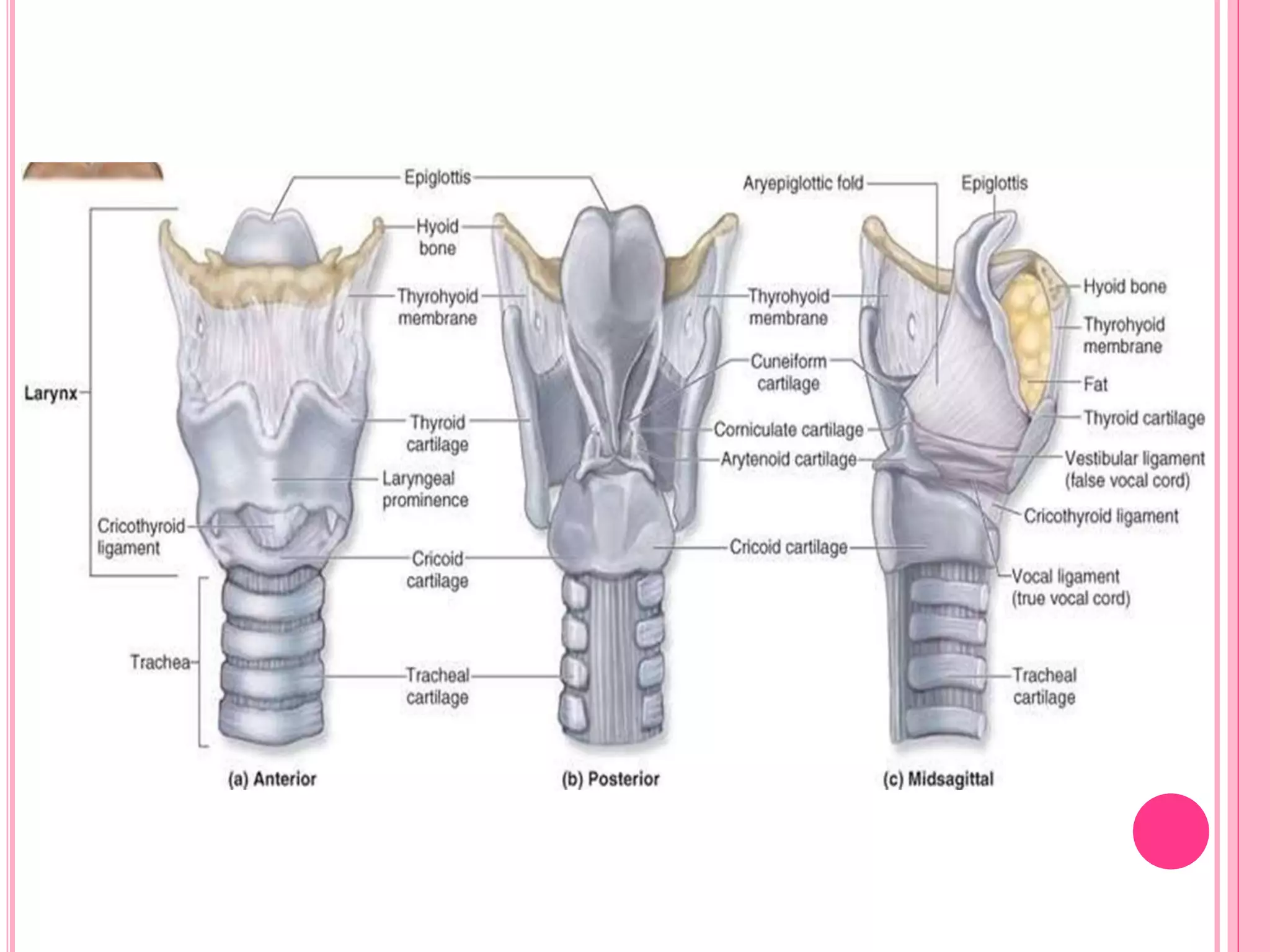 Anatomy of larynx.pptx