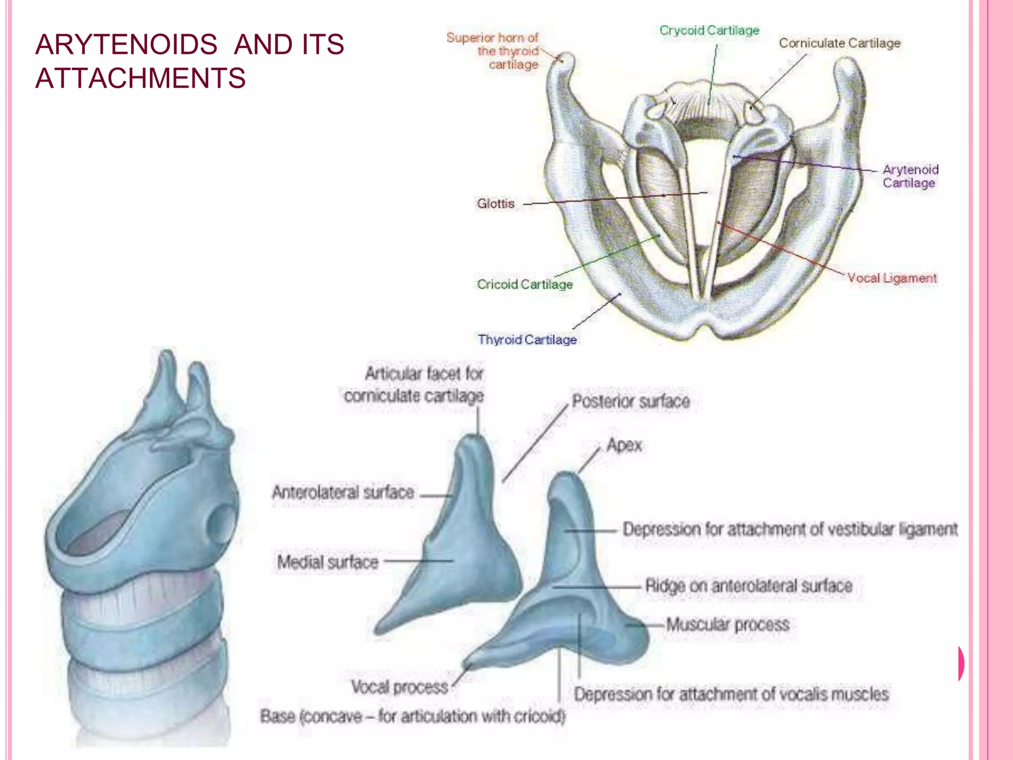 Anatomy of larynx.pptx