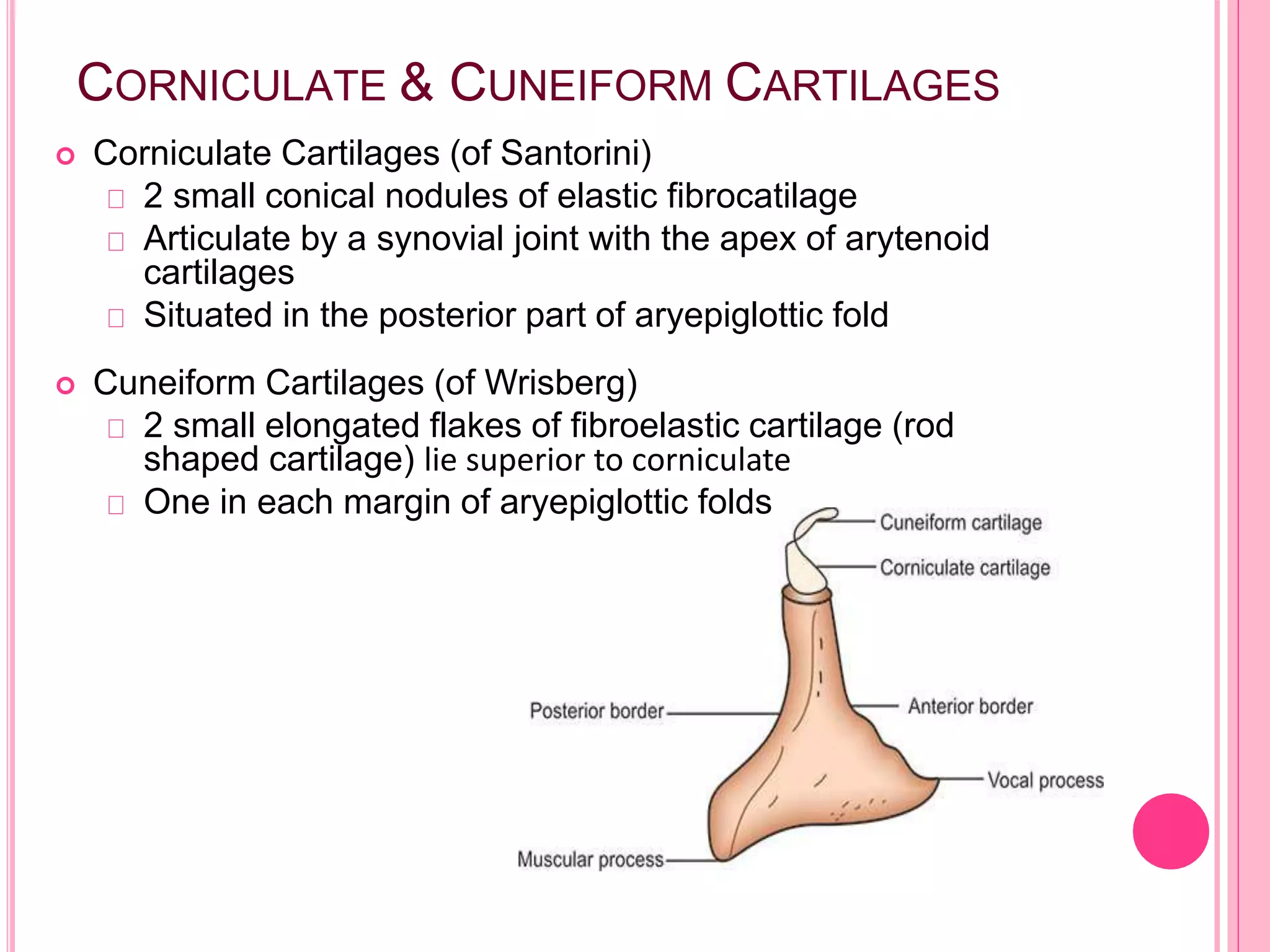 Anatomy of larynx.pptx