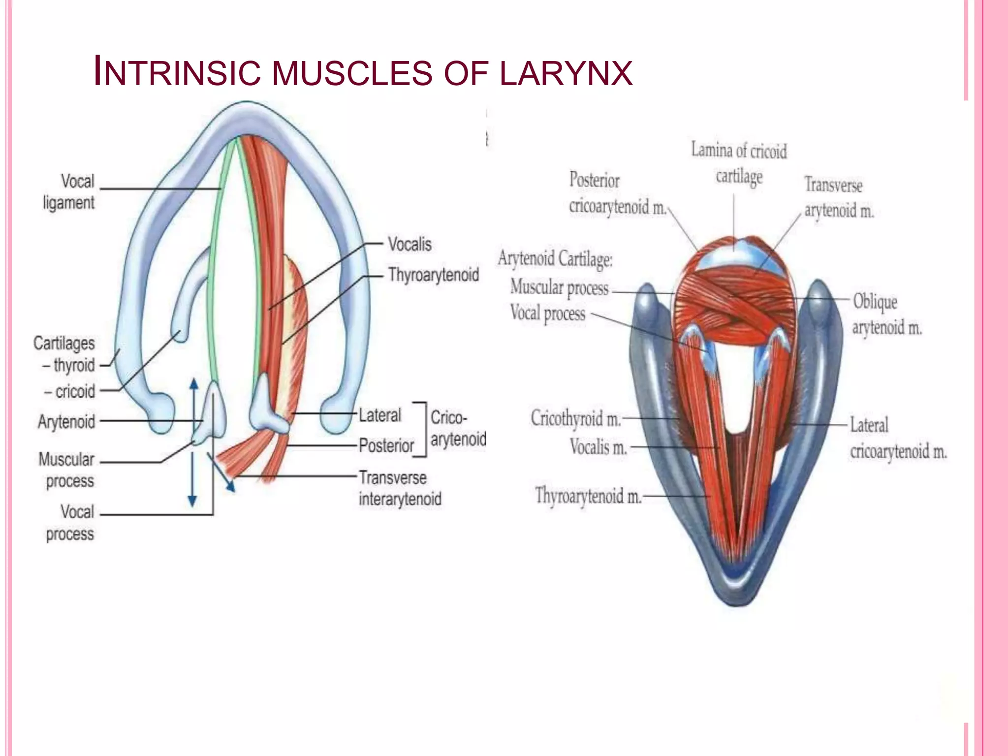 Anatomy of larynx.pptx