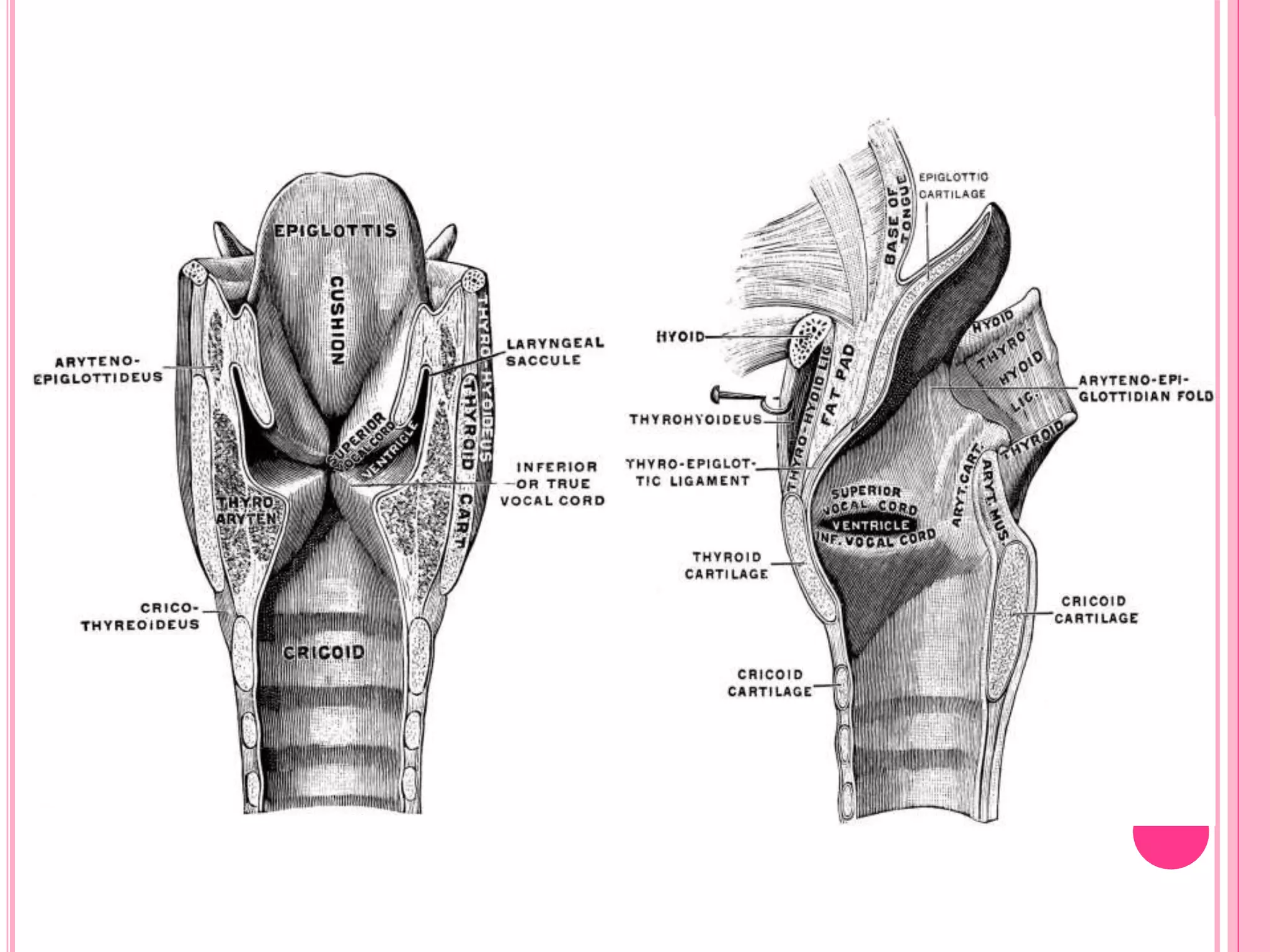 Anatomy of larynx.pptx