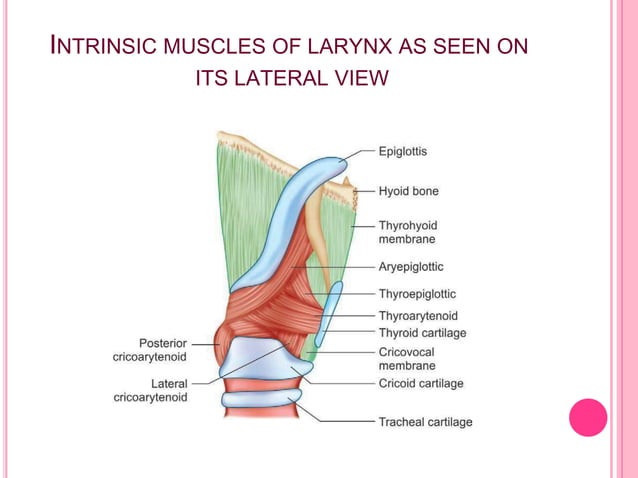 Anatomy of larynx.pptx