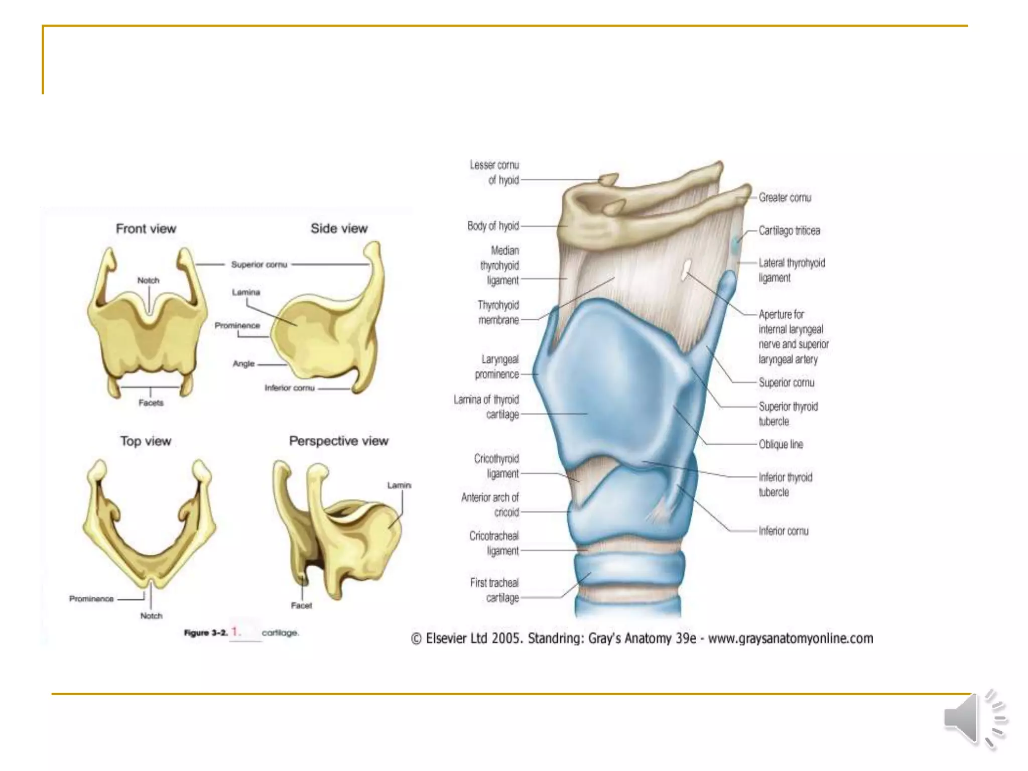 Anatomy of Larynx.ppt | Thyroid Disorders | Endocrine and Metabolic ...