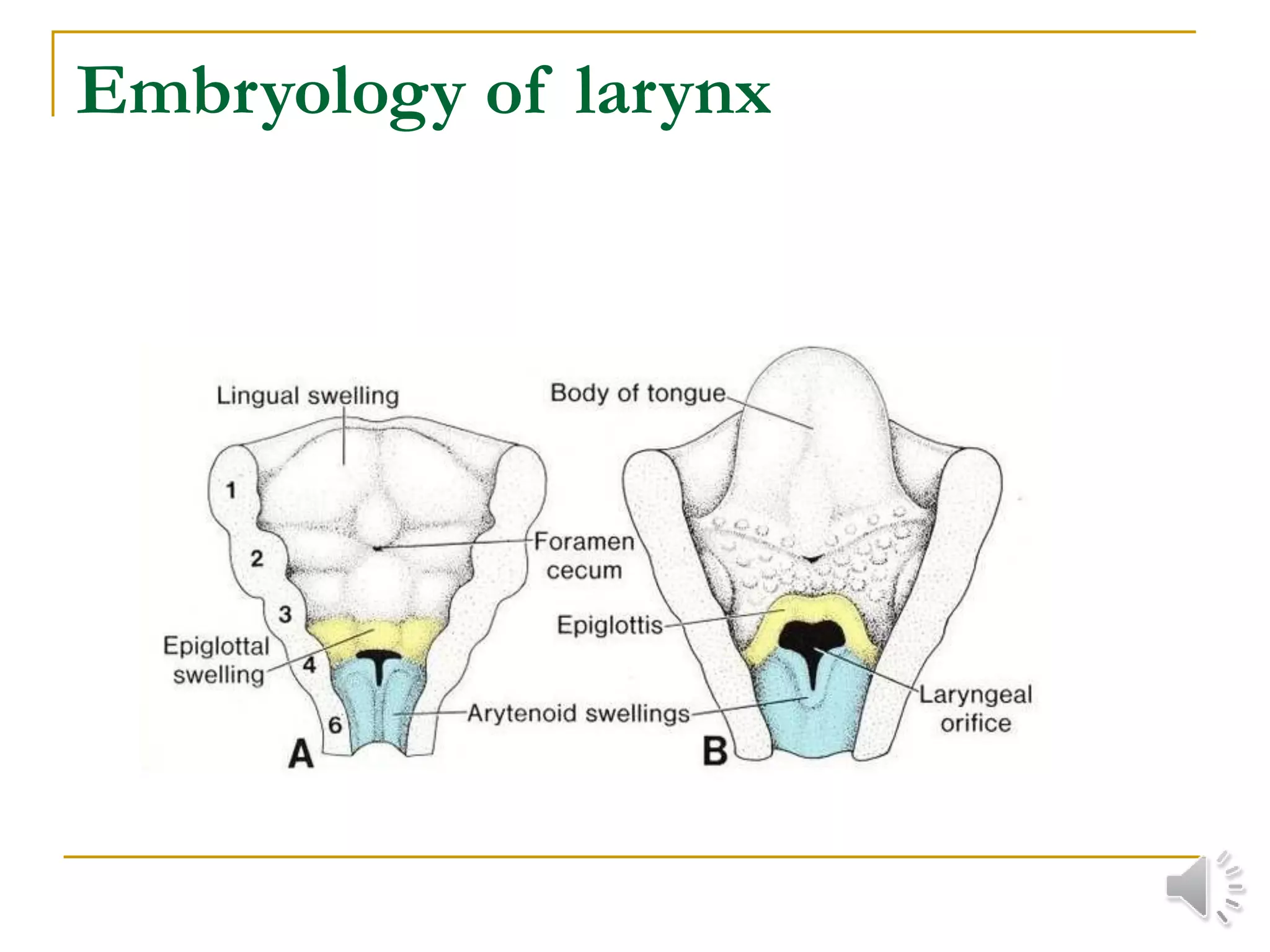 Anatomy of Larynx.ppt