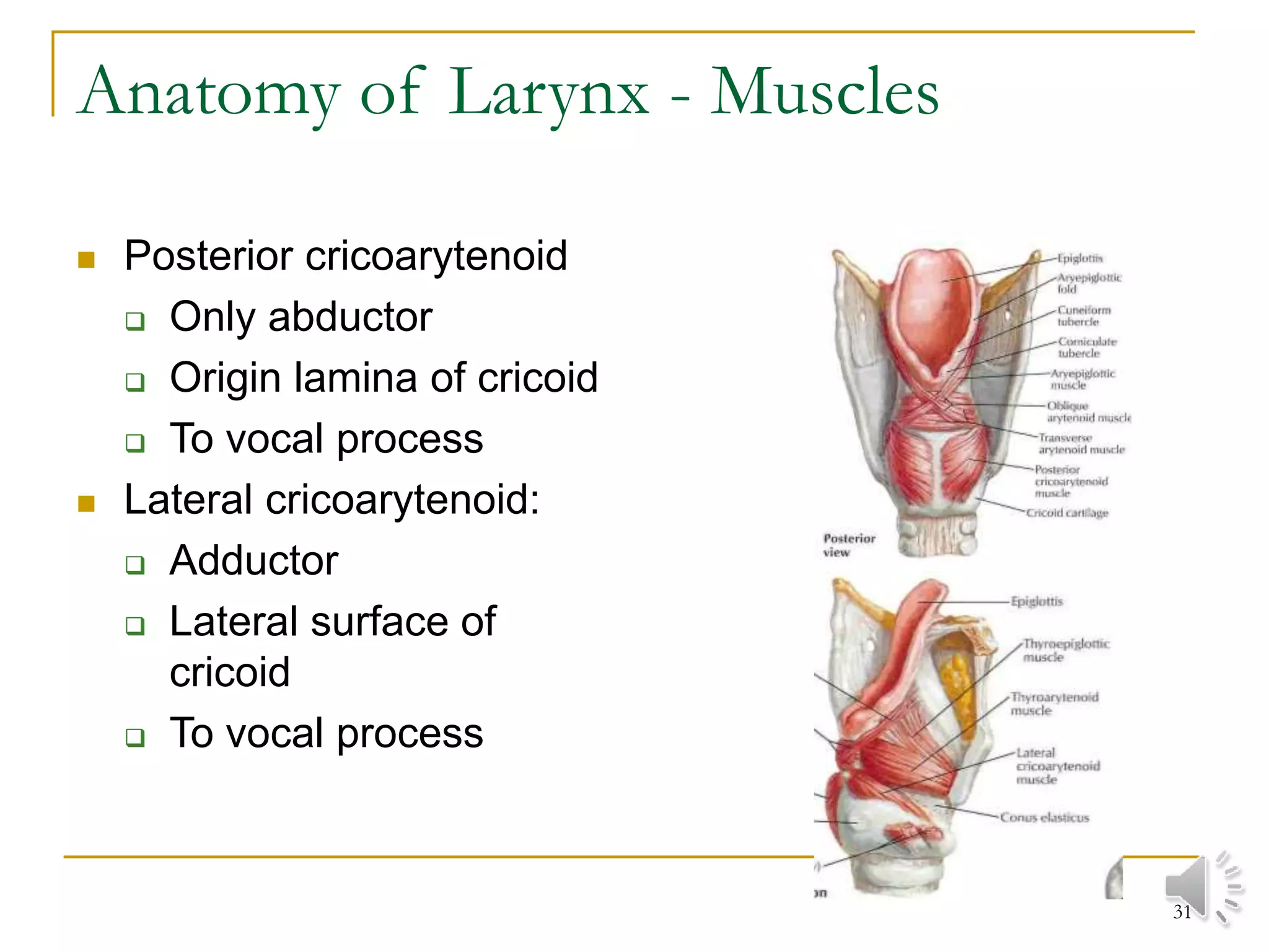 Anatomy of Larynx.ppt | Thyroid Disorders | Endocrine and Metabolic Diseases