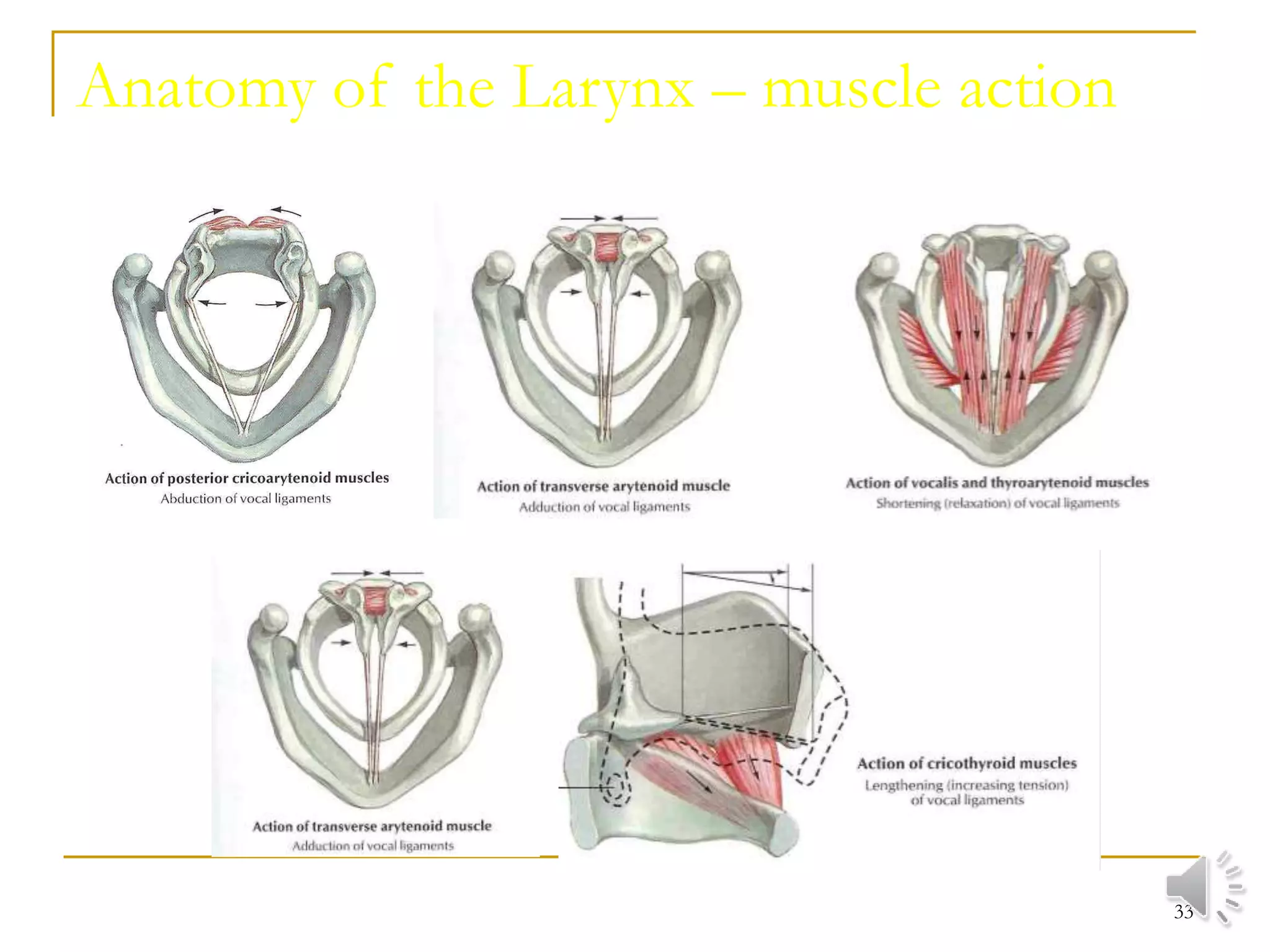 Anatomy of Larynx.ppt