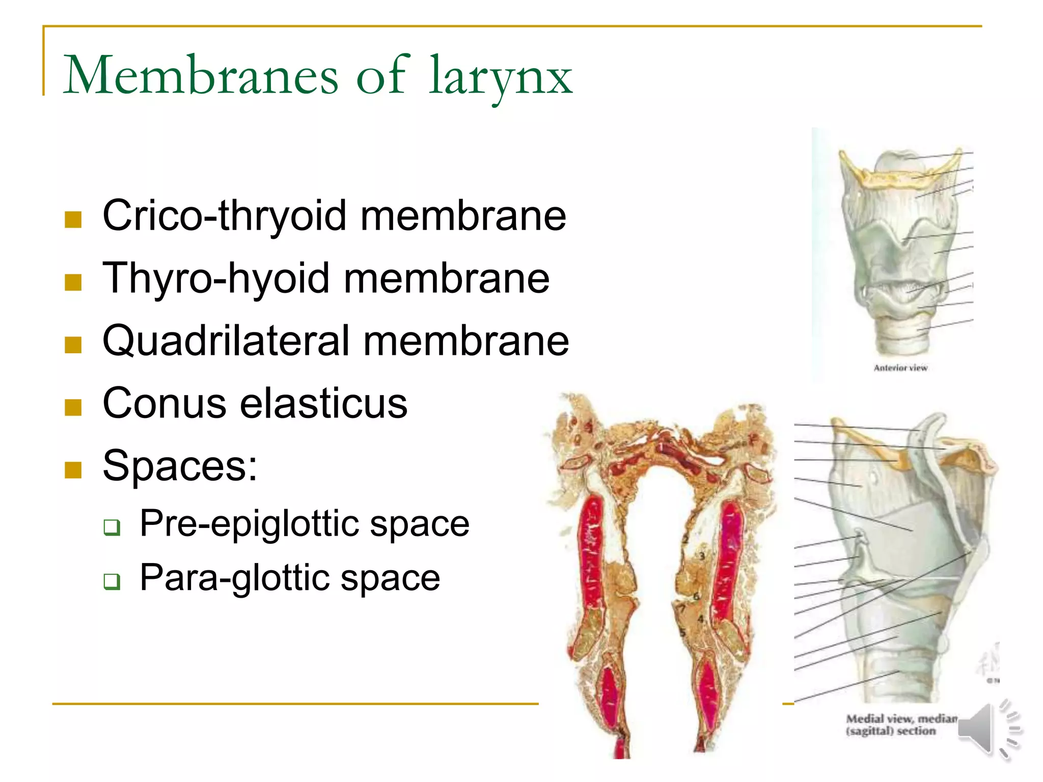 Anatomy of Larynx.ppt