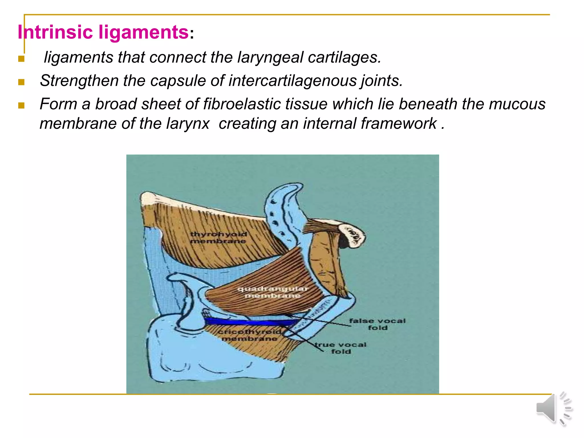 Anatomy of Larynx.ppt | Thyroid Disorders | Endocrine and Metabolic ...