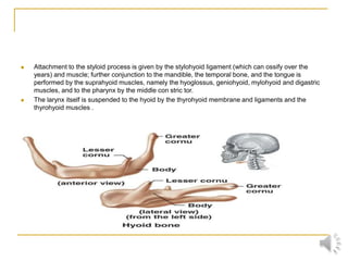 Anatomy of Larynx.ppt