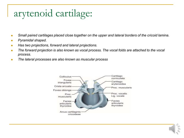 Anatomy of Larynx.ppt | Thyroid Disorders | Endocrine and Metabolic ...