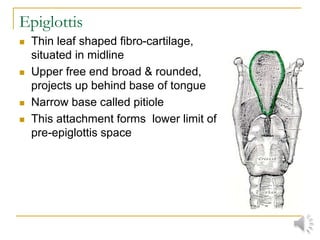 Anatomy of Larynx.ppt