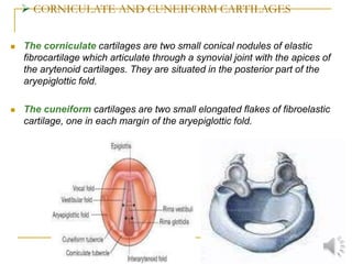 Anatomy of Larynx.ppt