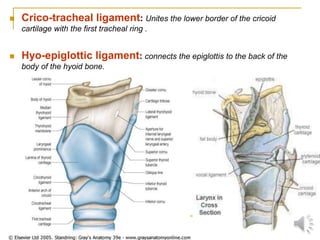 Anatomy of Larynx.ppt