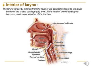 Anatomy of Larynx.ppt