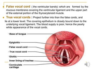Anatomy of Larynx.ppt