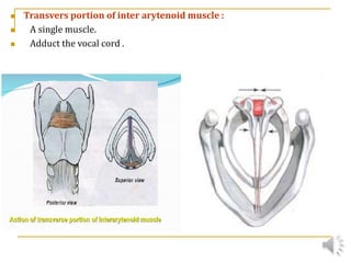 Interarytenoid Muscle