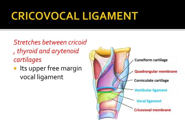 ANATOMY OF LARYNX.pptx