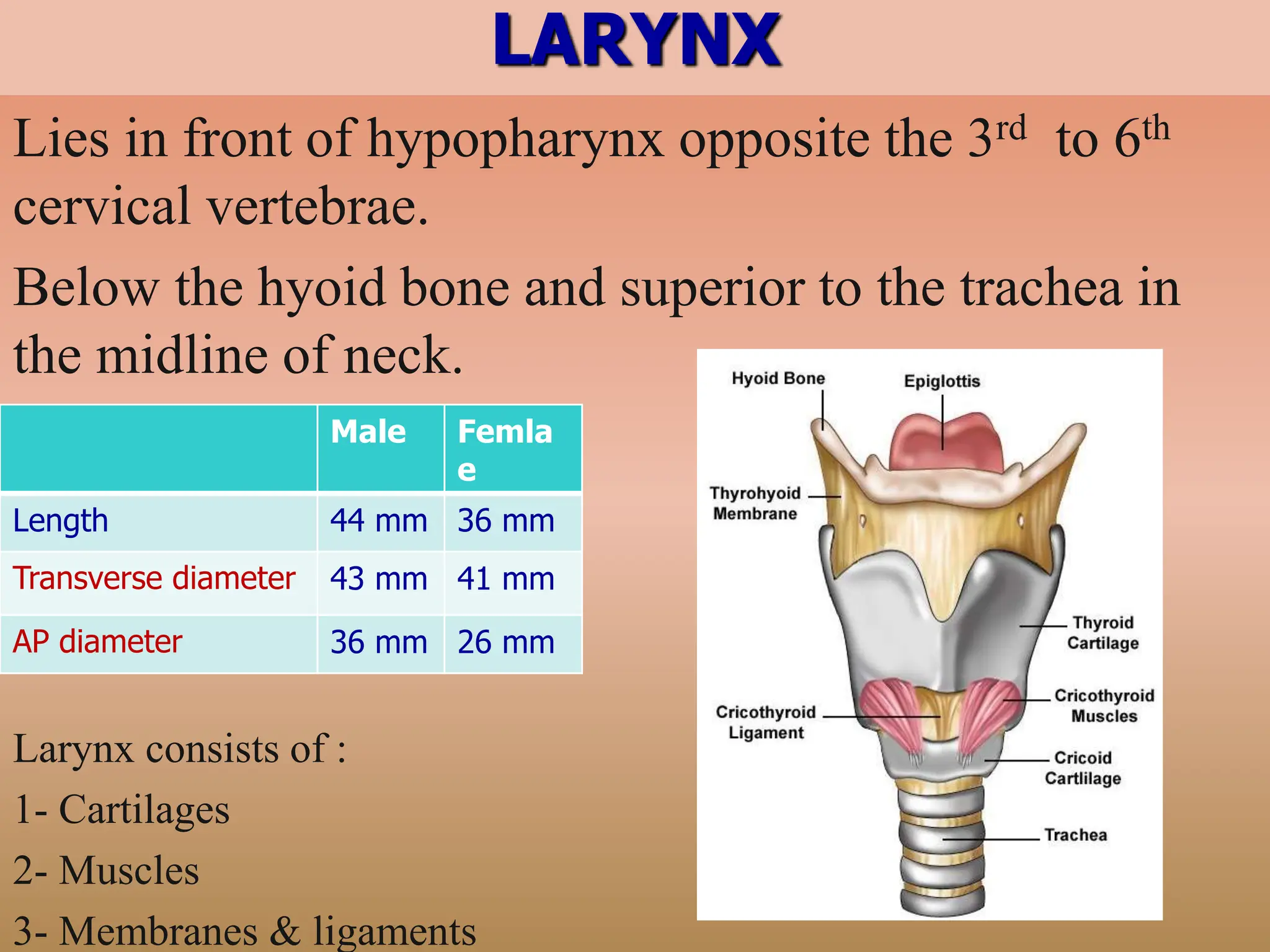 Anatomy of larynx details with diagrams, | PPT