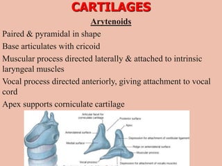 Anatomy of larynx details with diagrams, | PPT