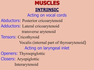 Anatomy of larynx details with diagrams, | PPT