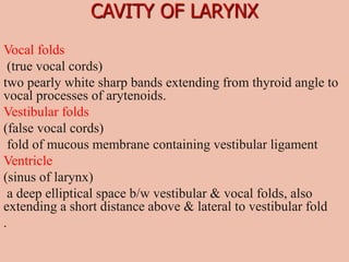 Anatomy of larynx details with diagrams, | PPT