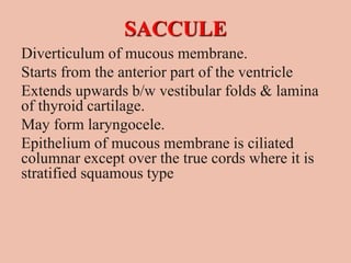 Anatomy of larynx details with diagrams, | PPT