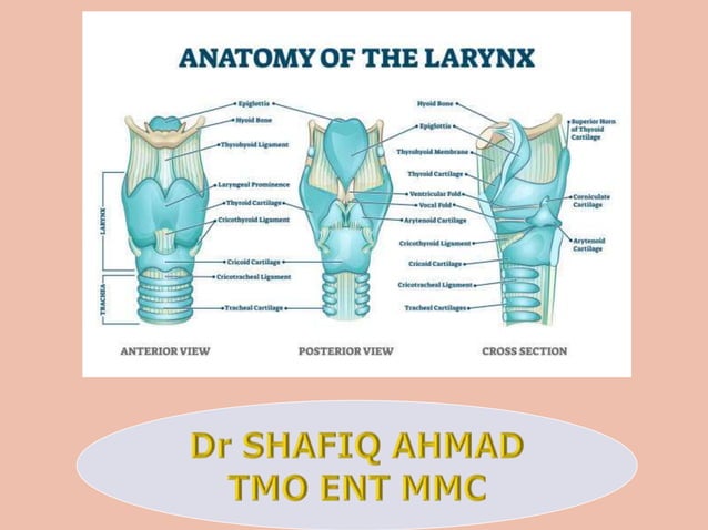 Anatomy of larynx details with diagrams, | PPT
