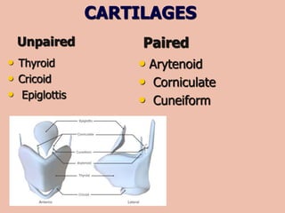 Anatomy of larynx details with diagrams, | PPT