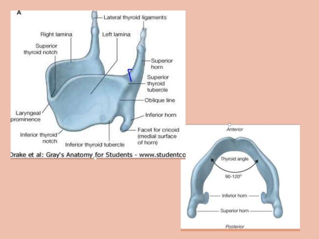 Anatomy of larynx details with diagrams, | PPT