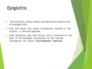 The Presentation on "Anatomy of larynx" | PPTX