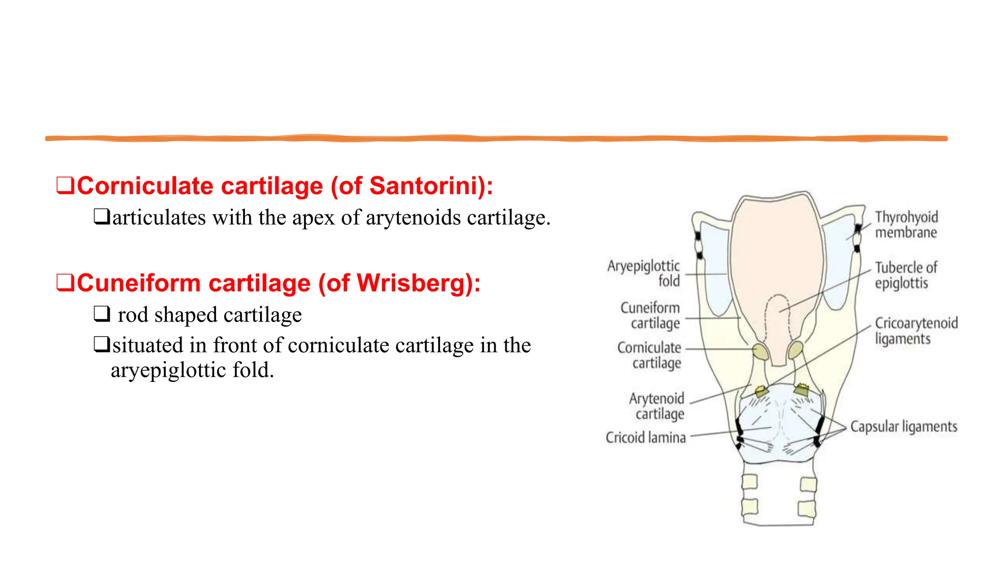Anatomy of larynx. anatomy and clinical importance | PPTX