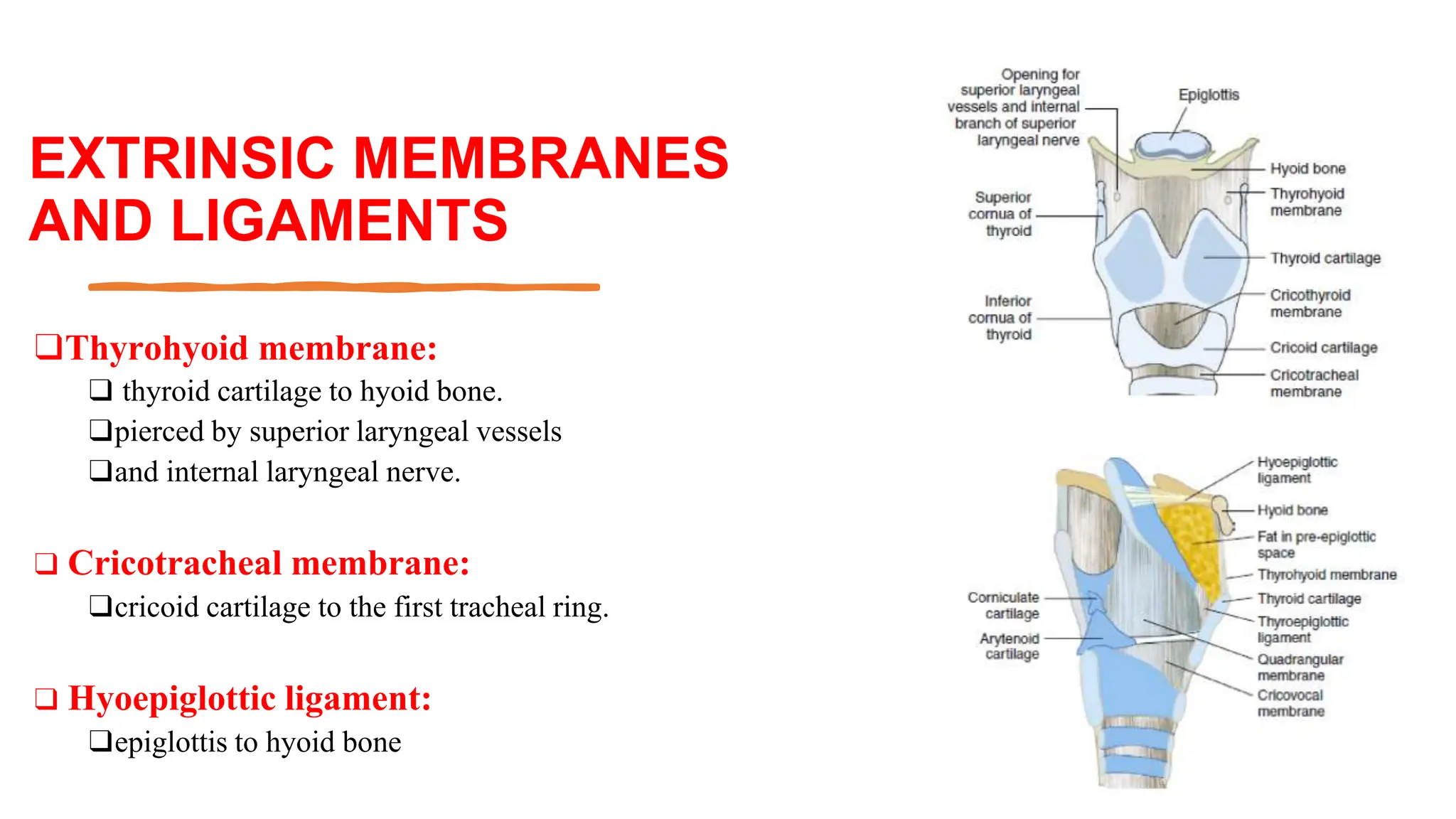 Anatomy of larynx. anatomy and clinical importance | PPTX